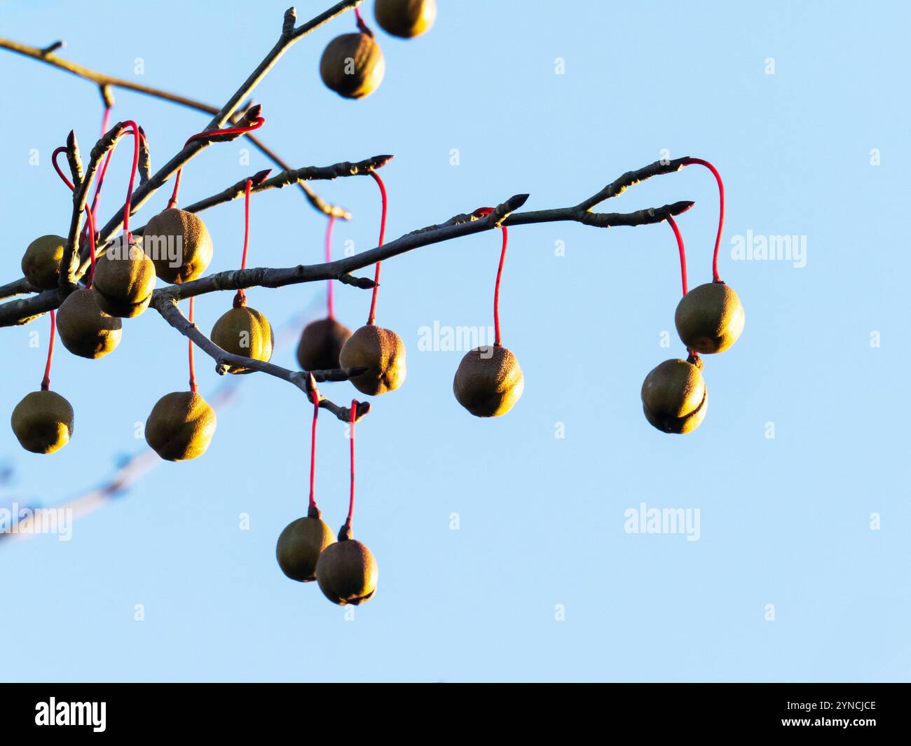 Fruits on a Handkerchief Tree, Davidia involucrata, in Ambleside, Lake ...