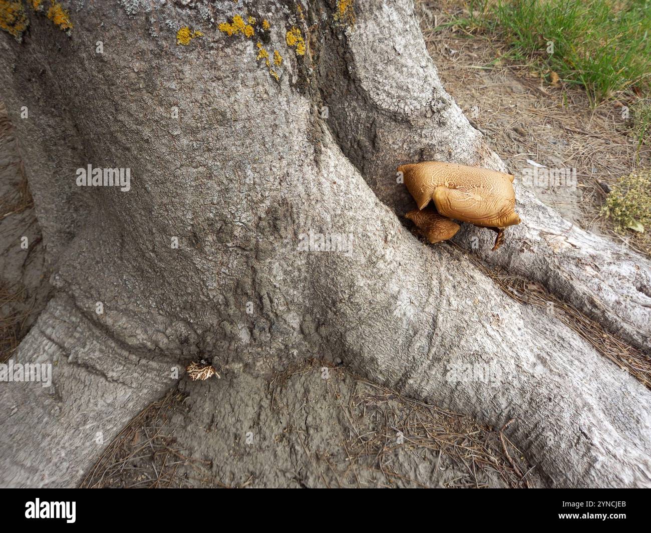 Tawaka (Cyclocybe parasitica Stock Photo - Alamy