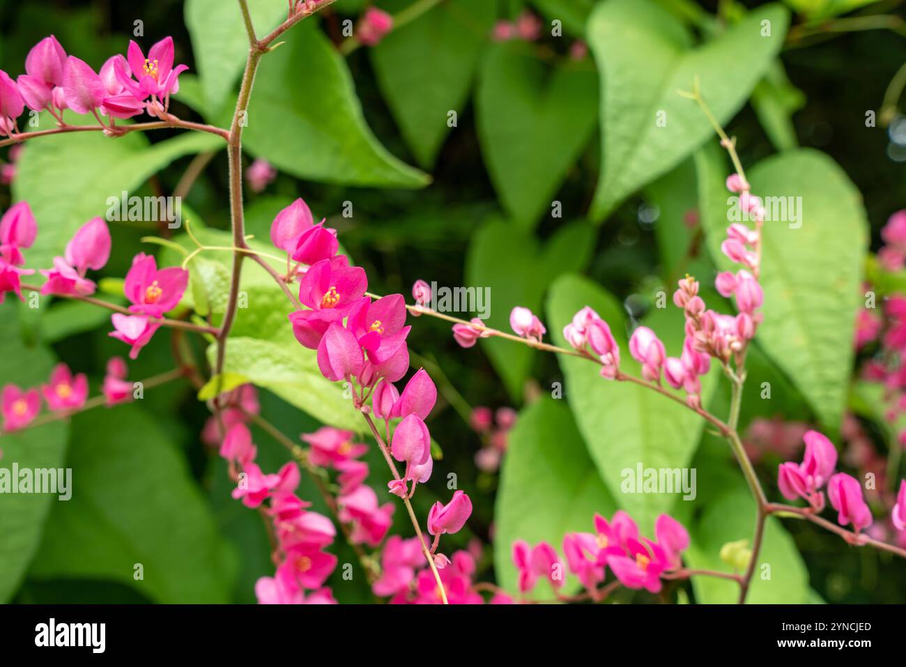 Beautiful mexican creeper flowers hi-res stock photography and images ...