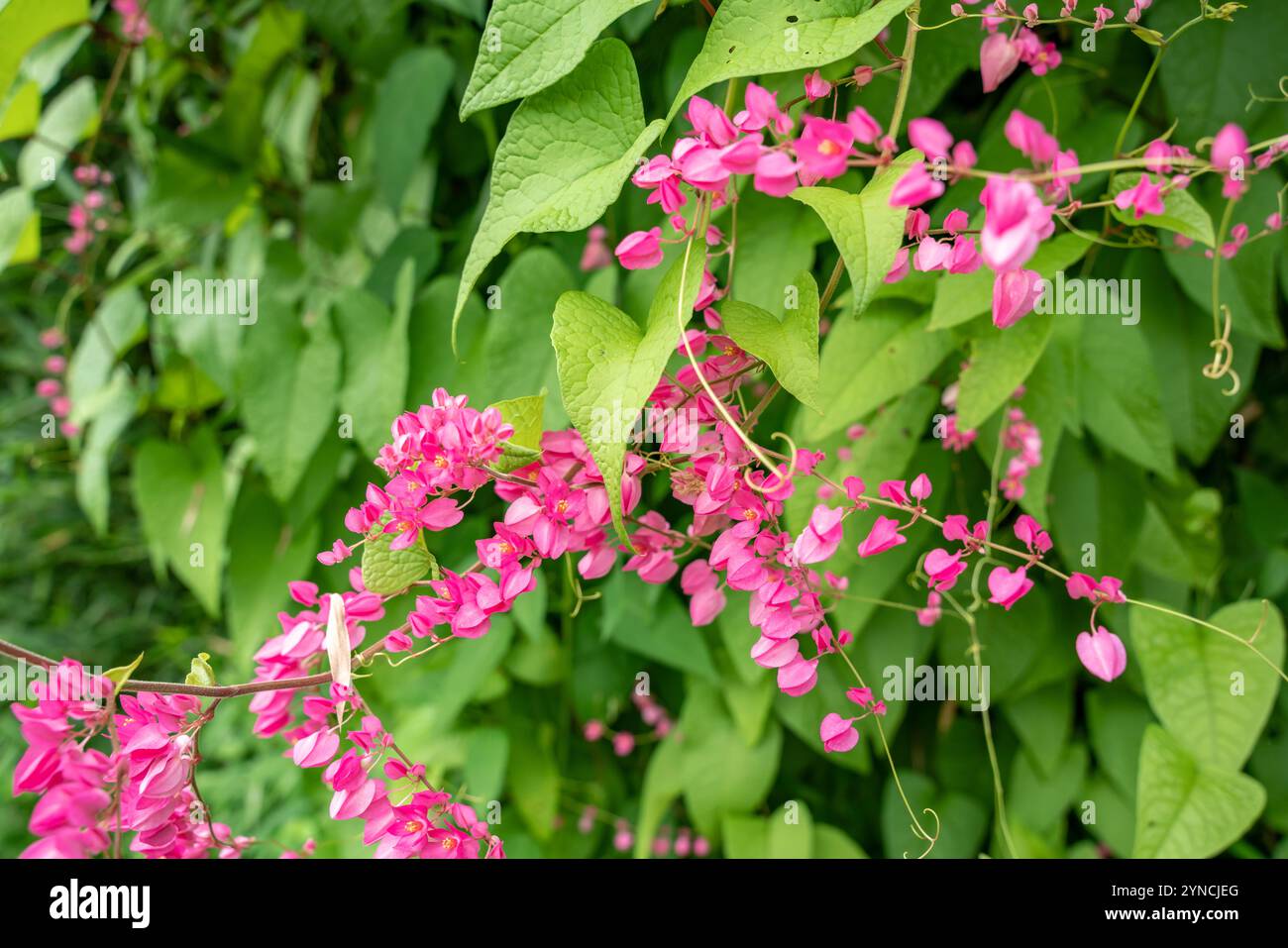 Pink Mexican Creeper (Antigonon leptopus Hook.Arn.) blossoming in the ...