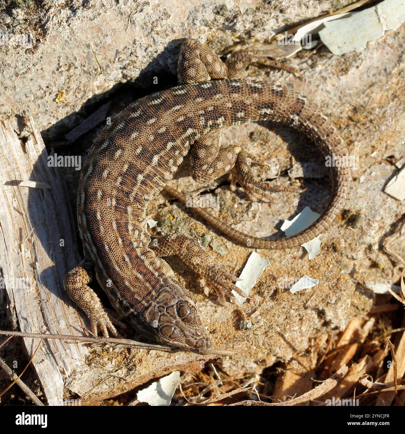 (Eremias arguta deserti Stock Photo - Alamy