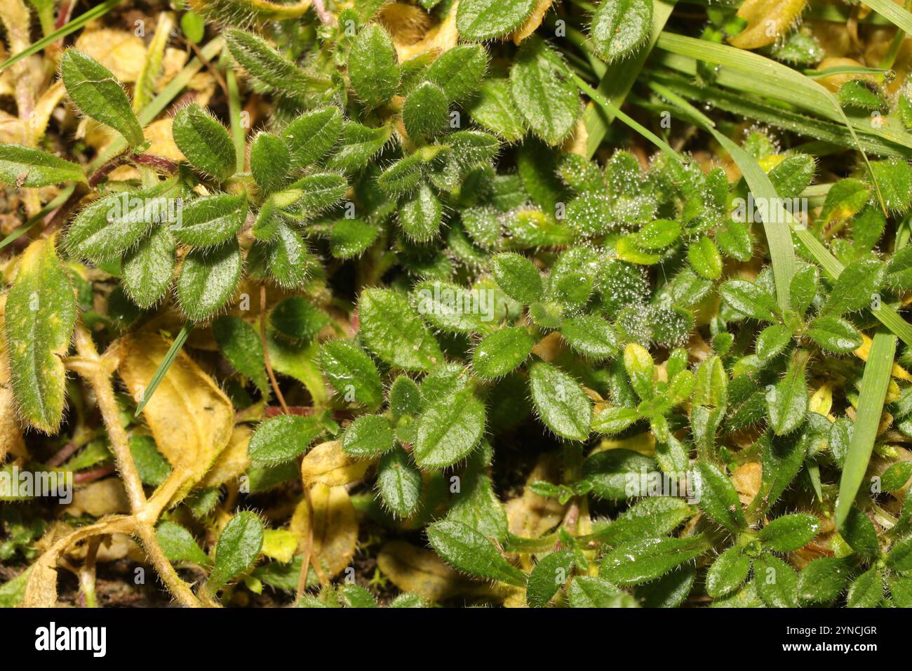 Common mouse-ear chickweed (Cerastium fontanum Stock Photo - Alamy