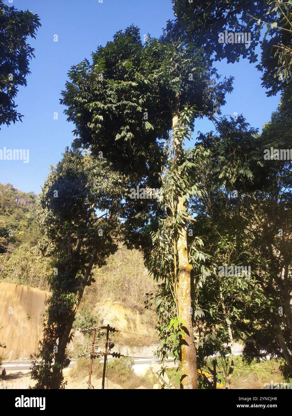 Ceylon ironwood (Mesua ferrea Stock Photo - Alamy