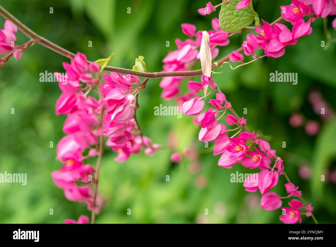 Beautiful mexican creeper flowers hi-res stock photography and images ...