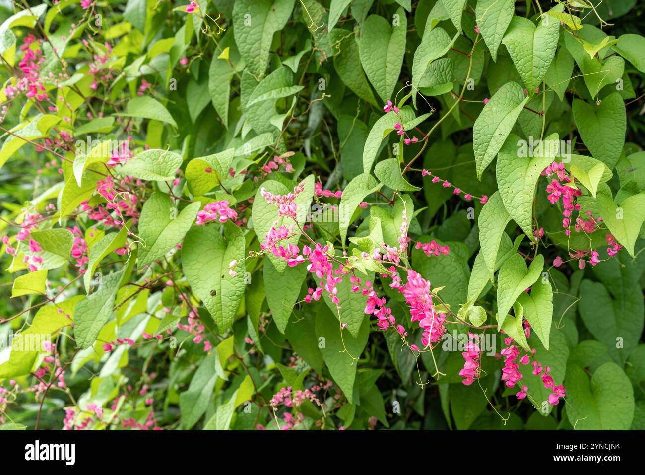 Pink Mexican Creeper (Antigonon leptopus Hook.Arn.) blossoming in the ...