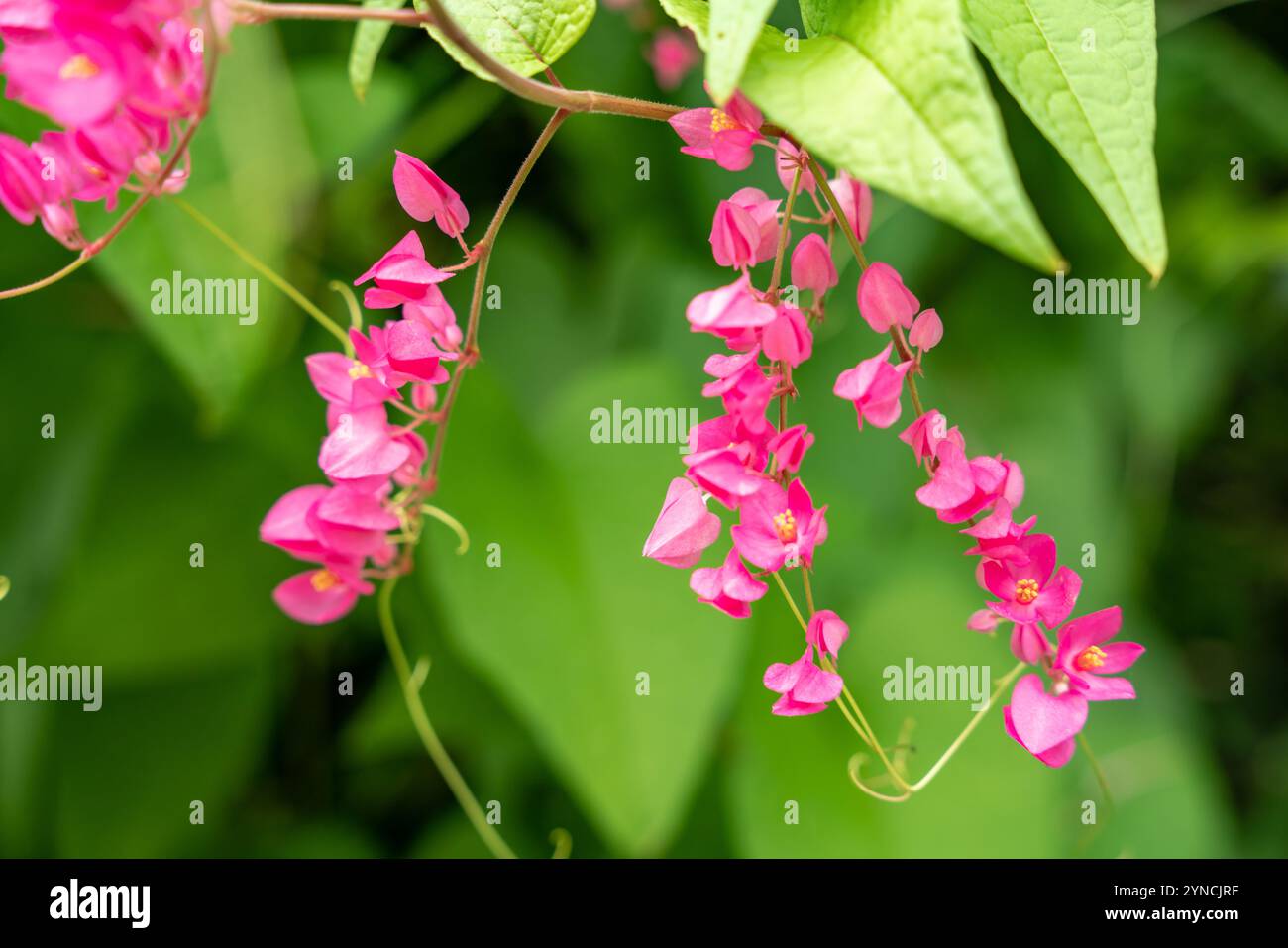 Beautiful mexican creeper flowers hi-res stock photography and images ...