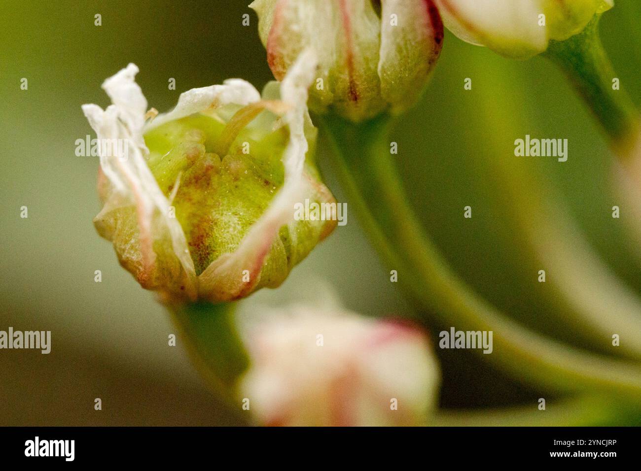 Textile onion (Allium textile Stock Photo - Alamy