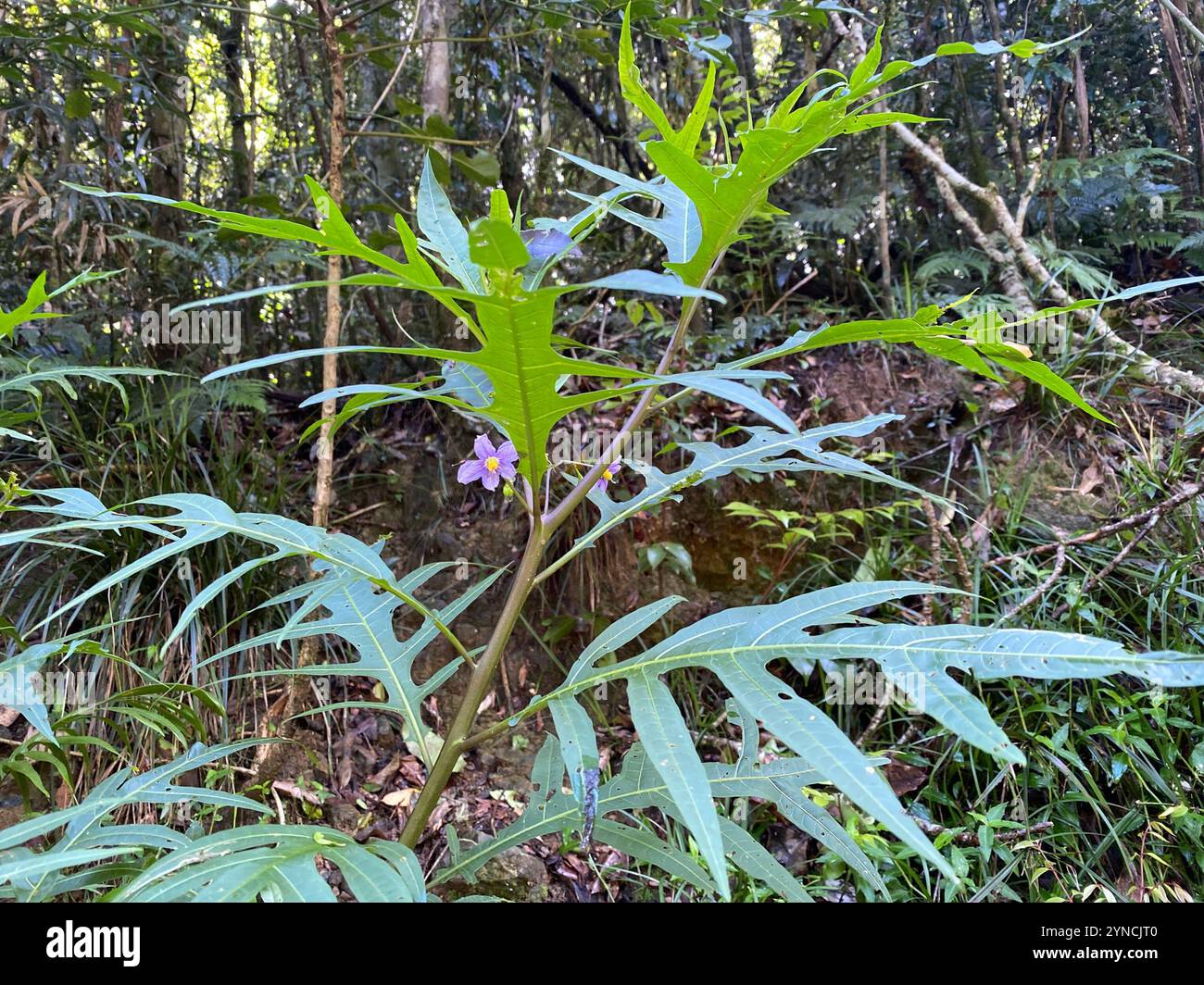 New Zealand nightshade (Solanum aviculare Stock Photo - Alamy