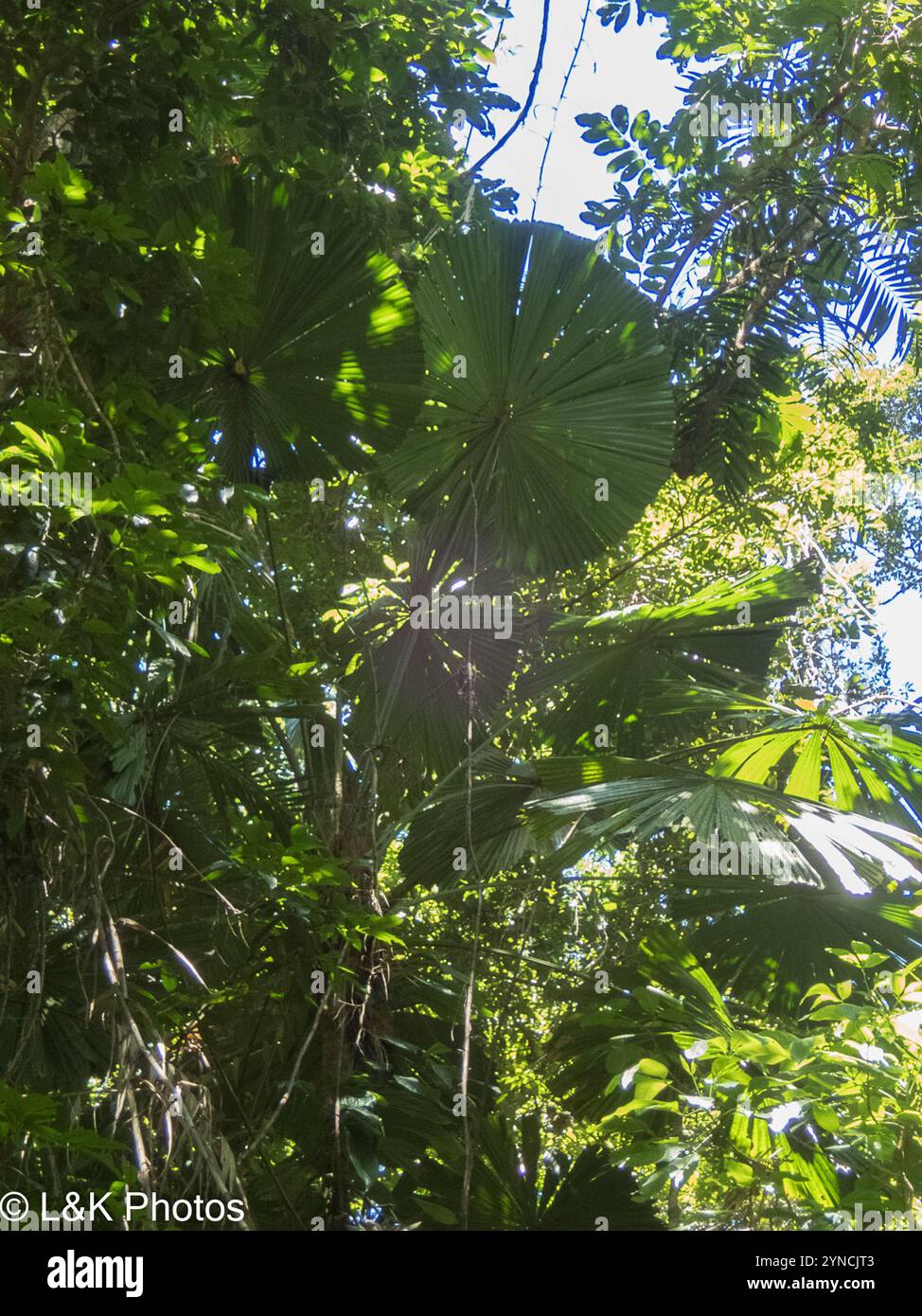 Queensland Fan Palm (Licuala ramsayi Stock Photo - Alamy