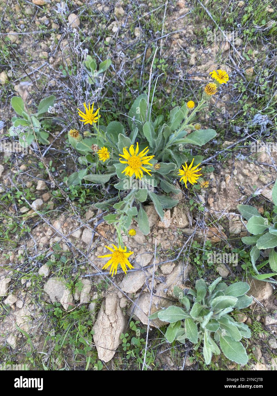 Telegraphweed (Heterotheca grandiflora Stock Photo - Alamy
