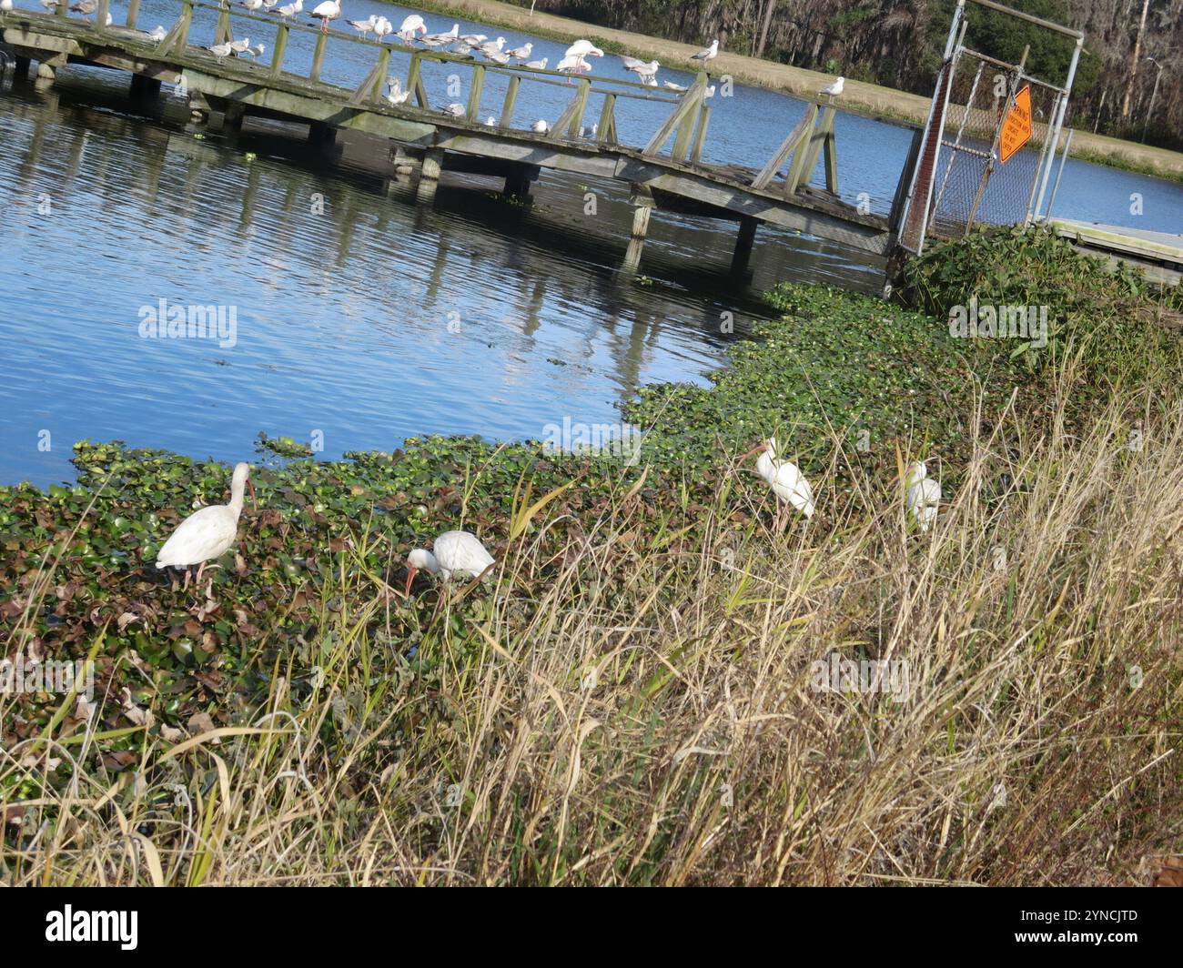 White Ibis (Eudocimus albus Stock Photo - Alamy