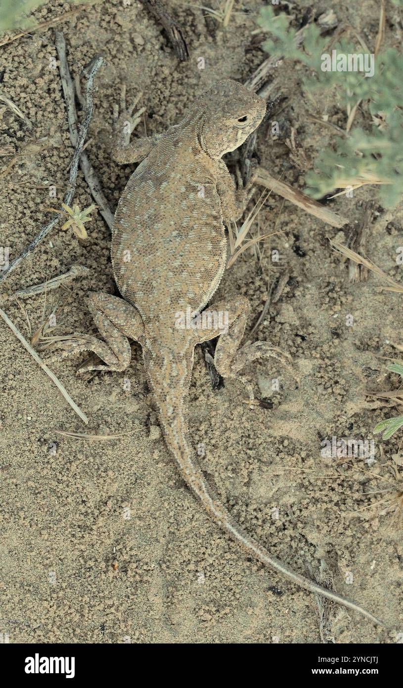 Central Asian Toadhead Agama (Phrynocephalus guttatus Stock Photo - Alamy