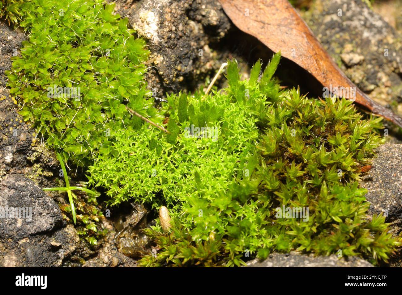 Bird's-Claw Beard-Moss (Barbula unguiculata Stock Photo - Alamy