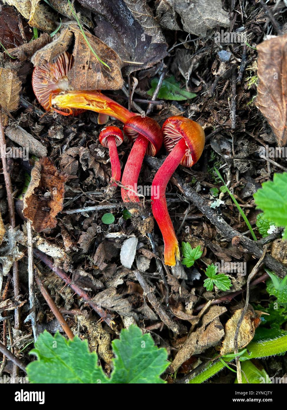 Scarlet Waxy Cap (Hygrocybe coccinea Stock Photo - Alamy