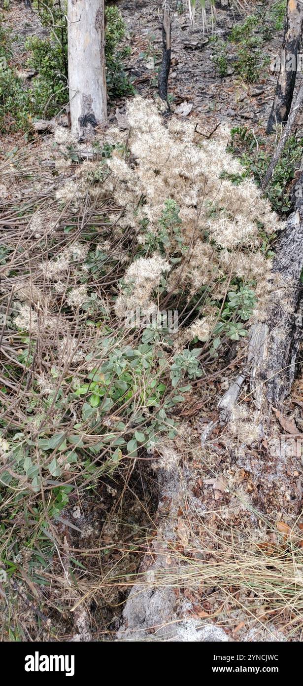 garberia (Garberia heterophylla Stock Photo - Alamy