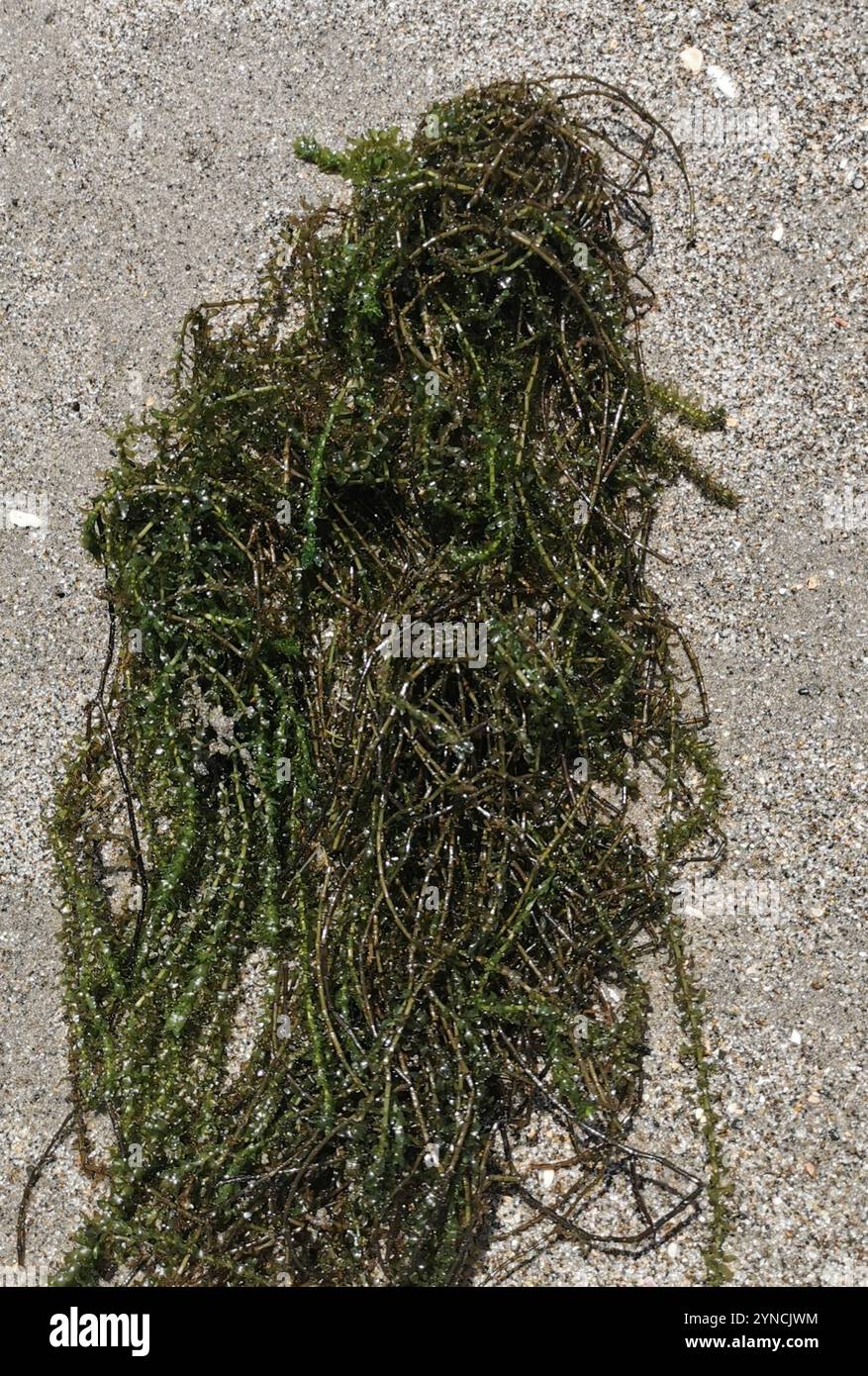 Canadian Waterweed (Elodea canadensis Stock Photo - Alamy