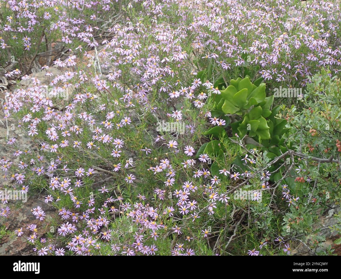 Fine Felicia (Felicia filifolia Stock Photo - Alamy