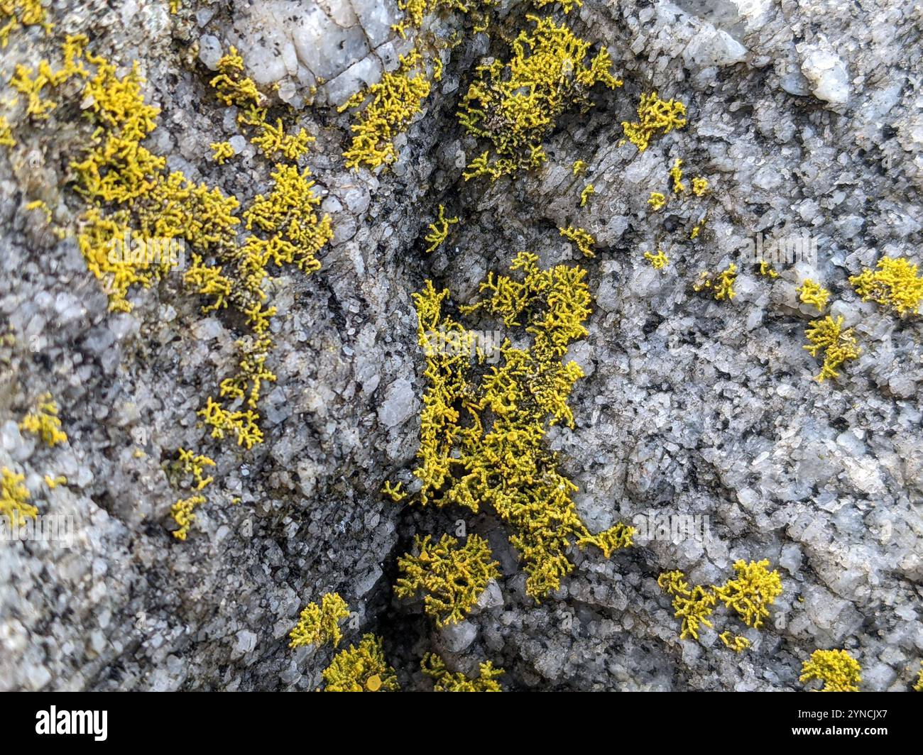 Coral Firedot Lichen (Polycauliona coralloides Stock Photo - Alamy