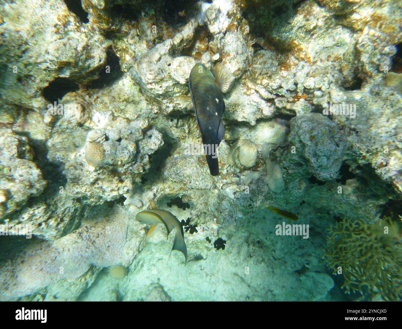 Spotted Porcupinefish (Diodon hystrix Stock Photo - Alamy