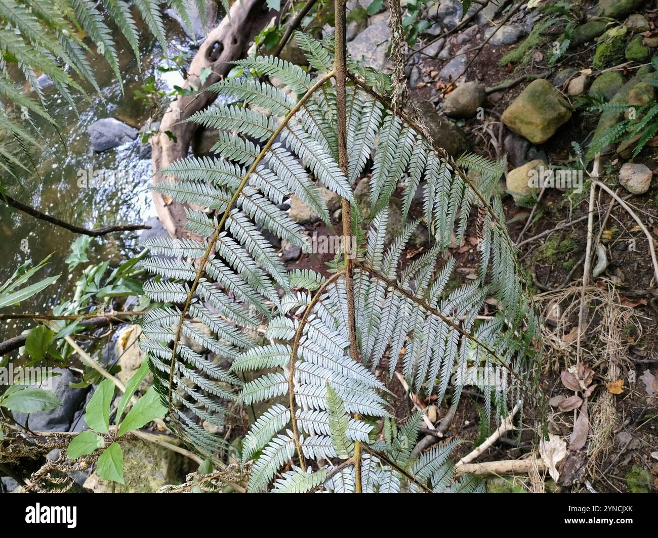 silver fern (Cyathea dealbata Stock Photo - Alamy