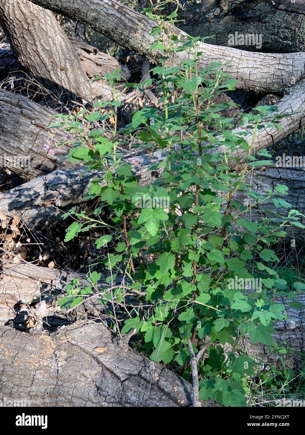 Chaparral Currant (Ribes malvaceum Stock Photo - Alamy