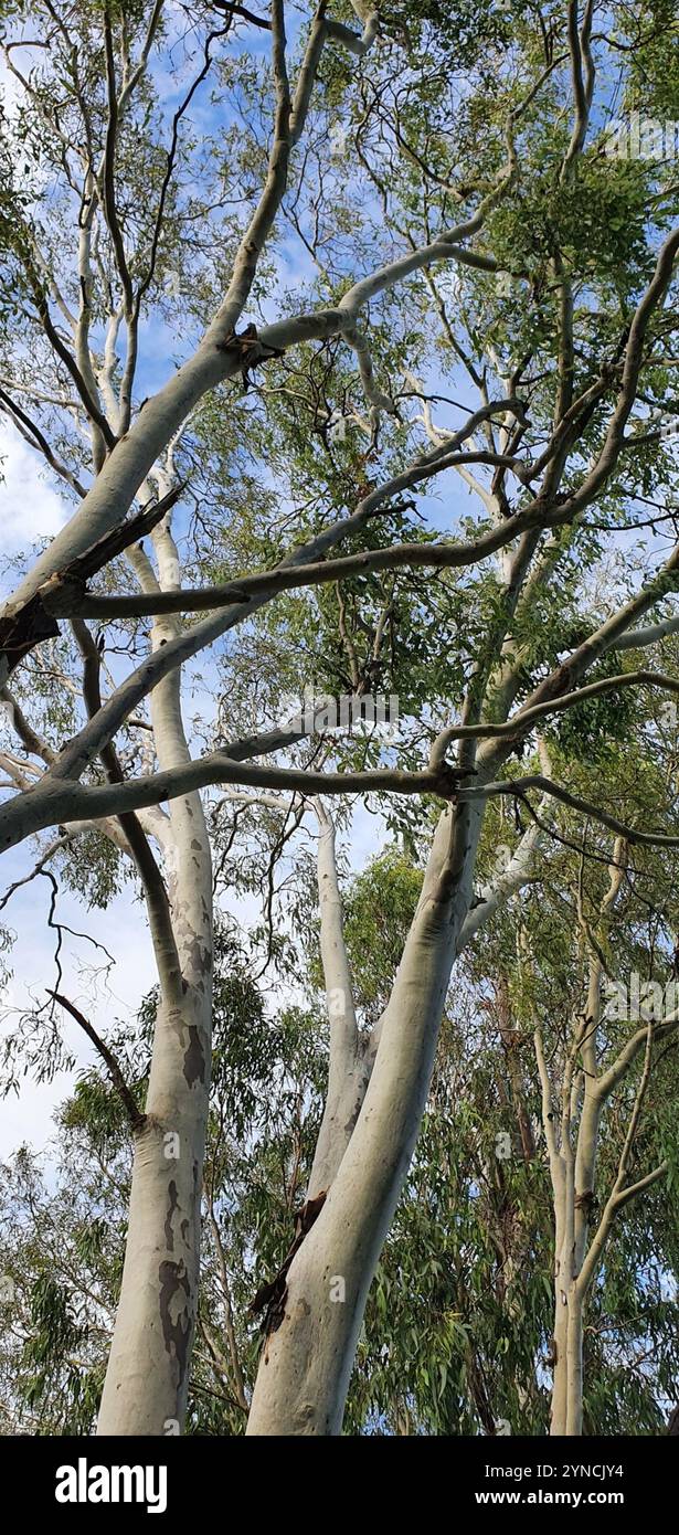 Carbeen (Corymbia tessellaris Stock Photo - Alamy
