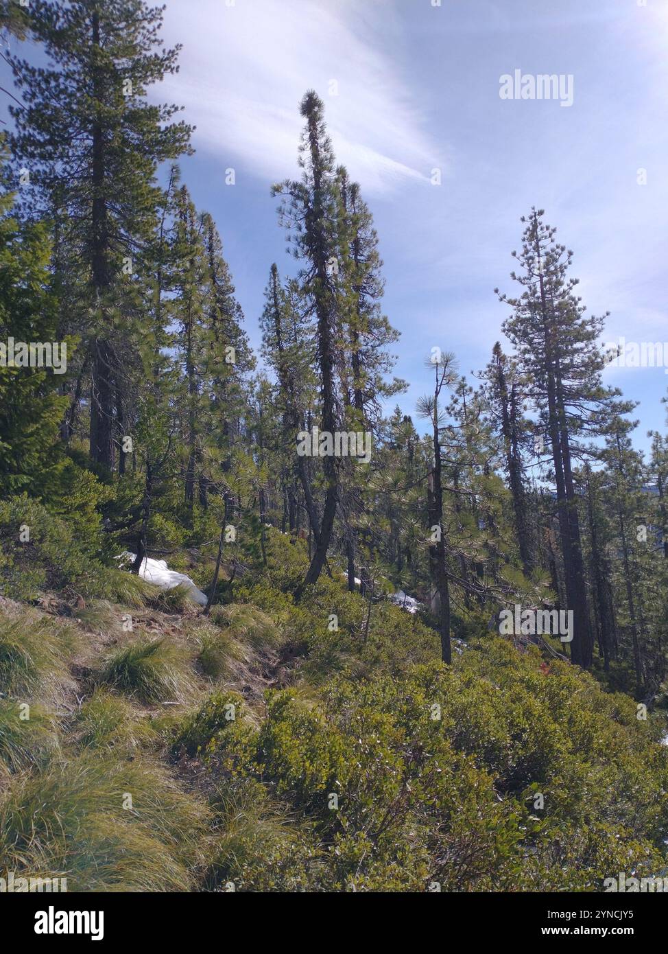 knobcone pine (Pinus attenuata Stock Photo - Alamy