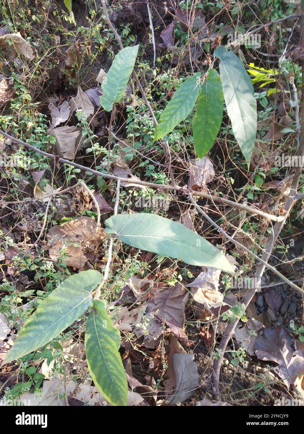 drooping fig (Ficus semicordata Stock Photo - Alamy