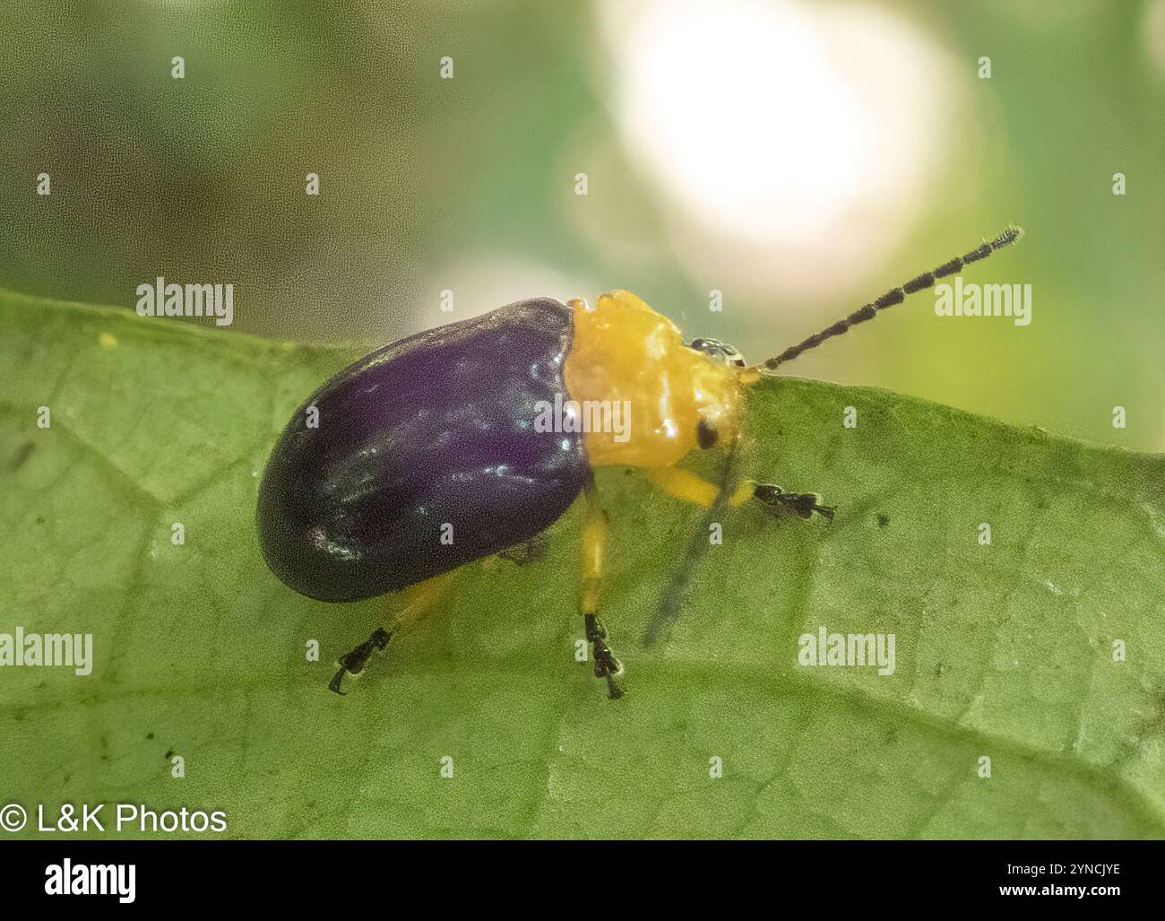 Leaf Beetles (Chrysomelidae Stock Photo - Alamy