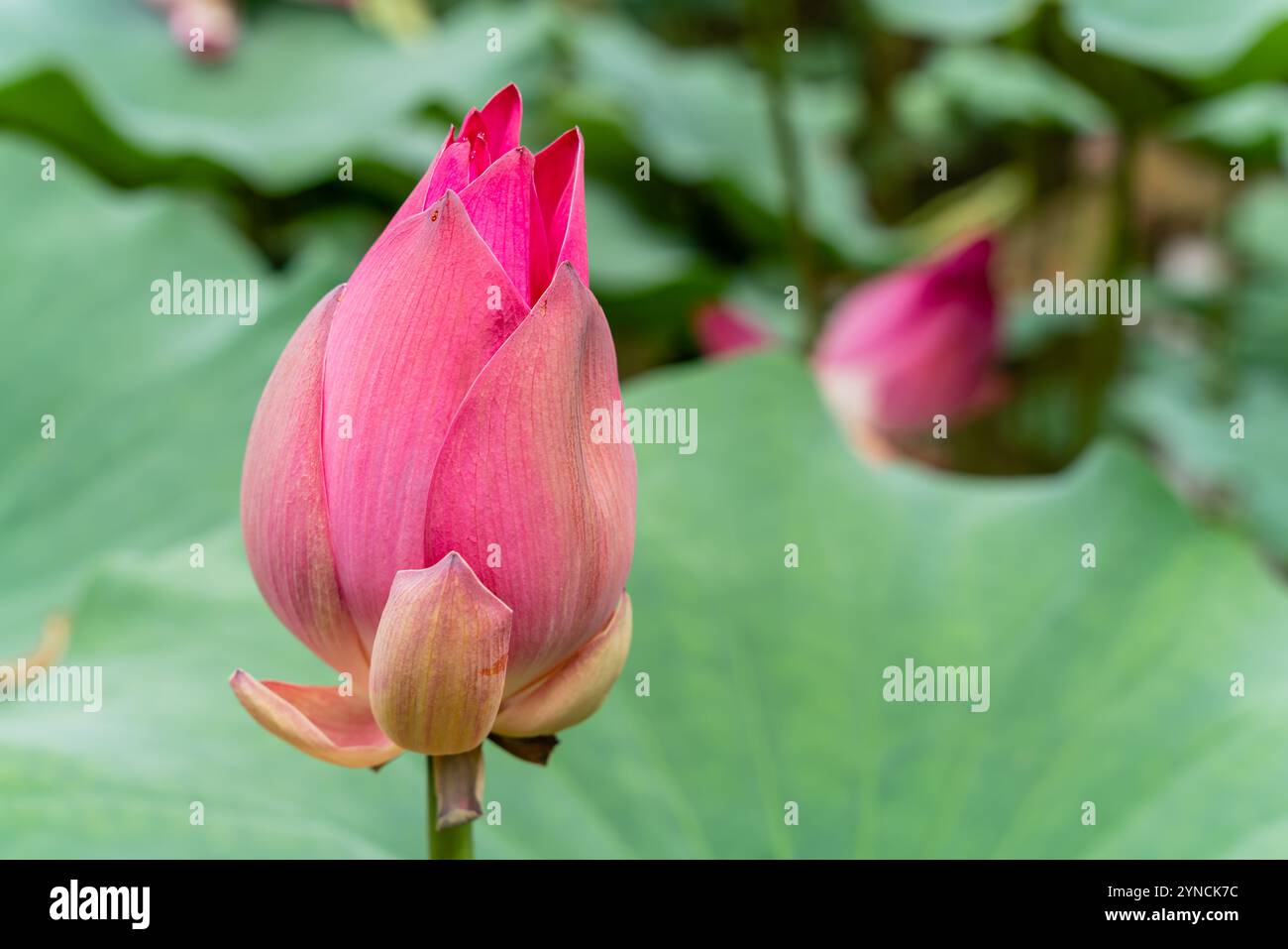 Nelumbo nucifera, also known as Indian lotus, sacred lotus or simply ...