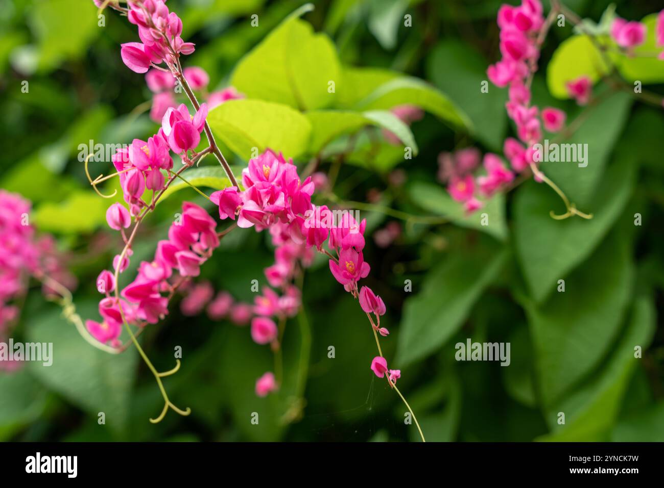 Pink Mexican Creeper (Antigonon leptopus Hook.Arn.) blossoming in the ...