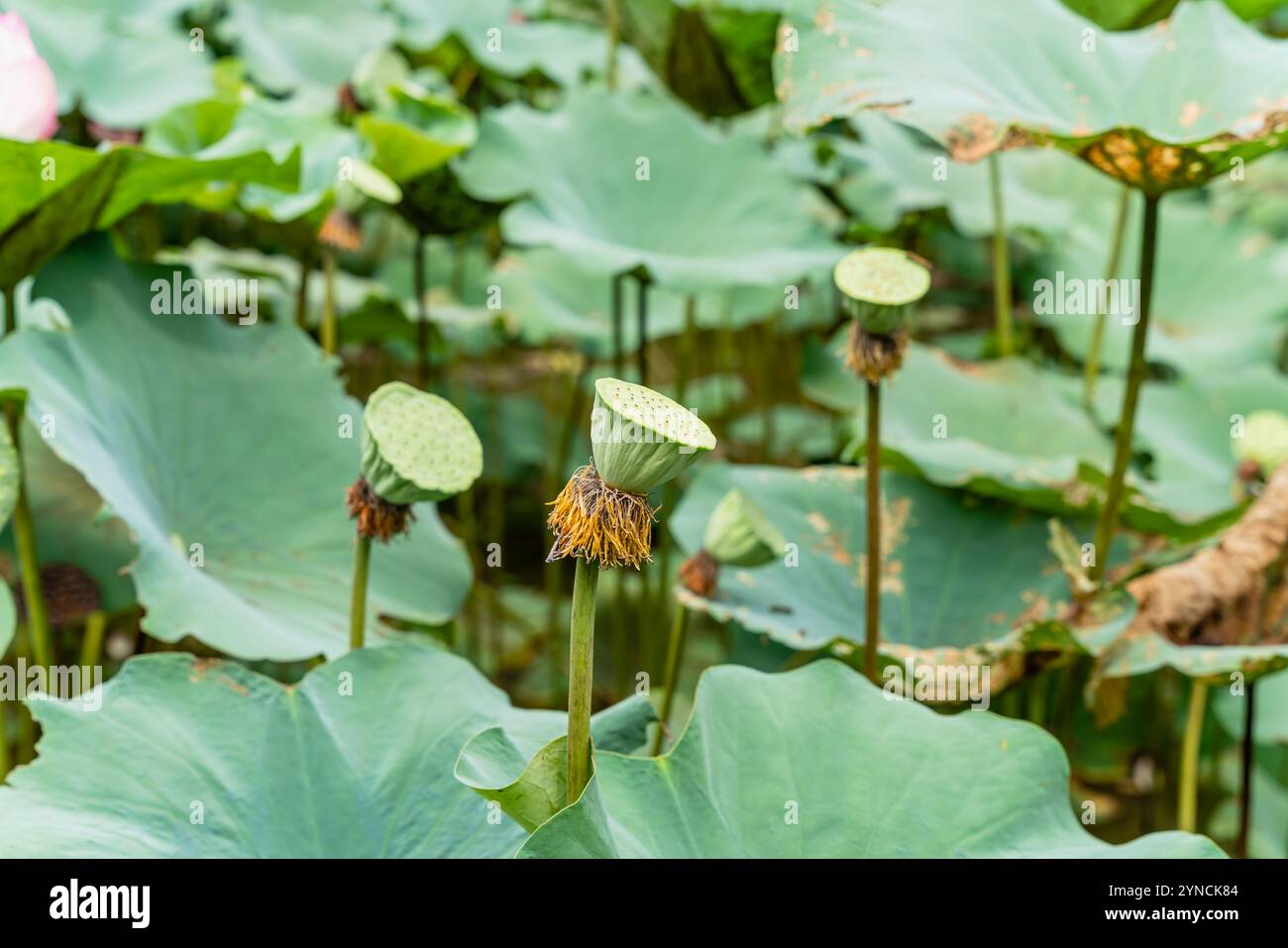 Nelumbo nucifera, also known as Indian lotus, sacred lotus or simply ...