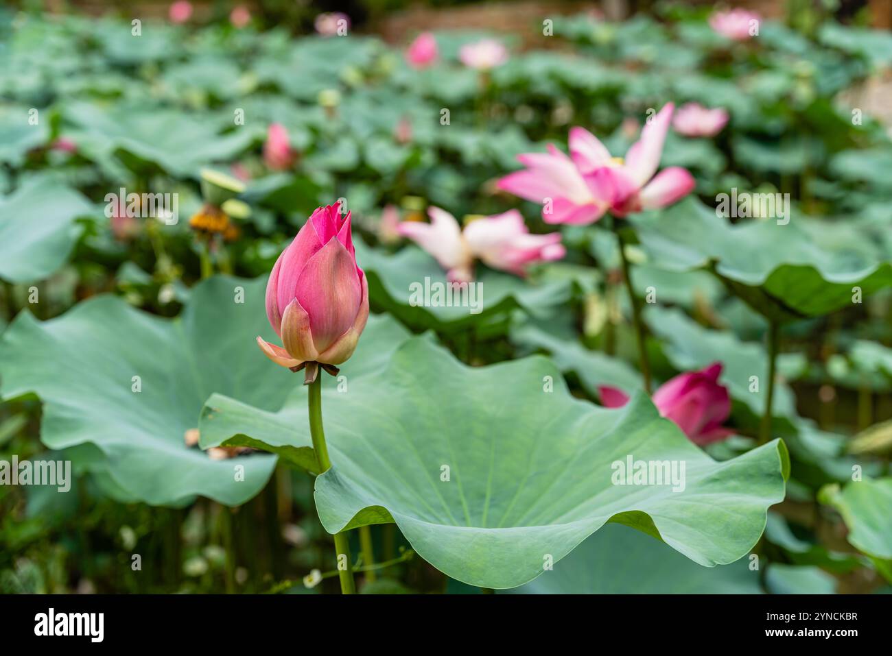 Nelumbo nucifera, also known as Indian lotus, sacred lotus or simply ...