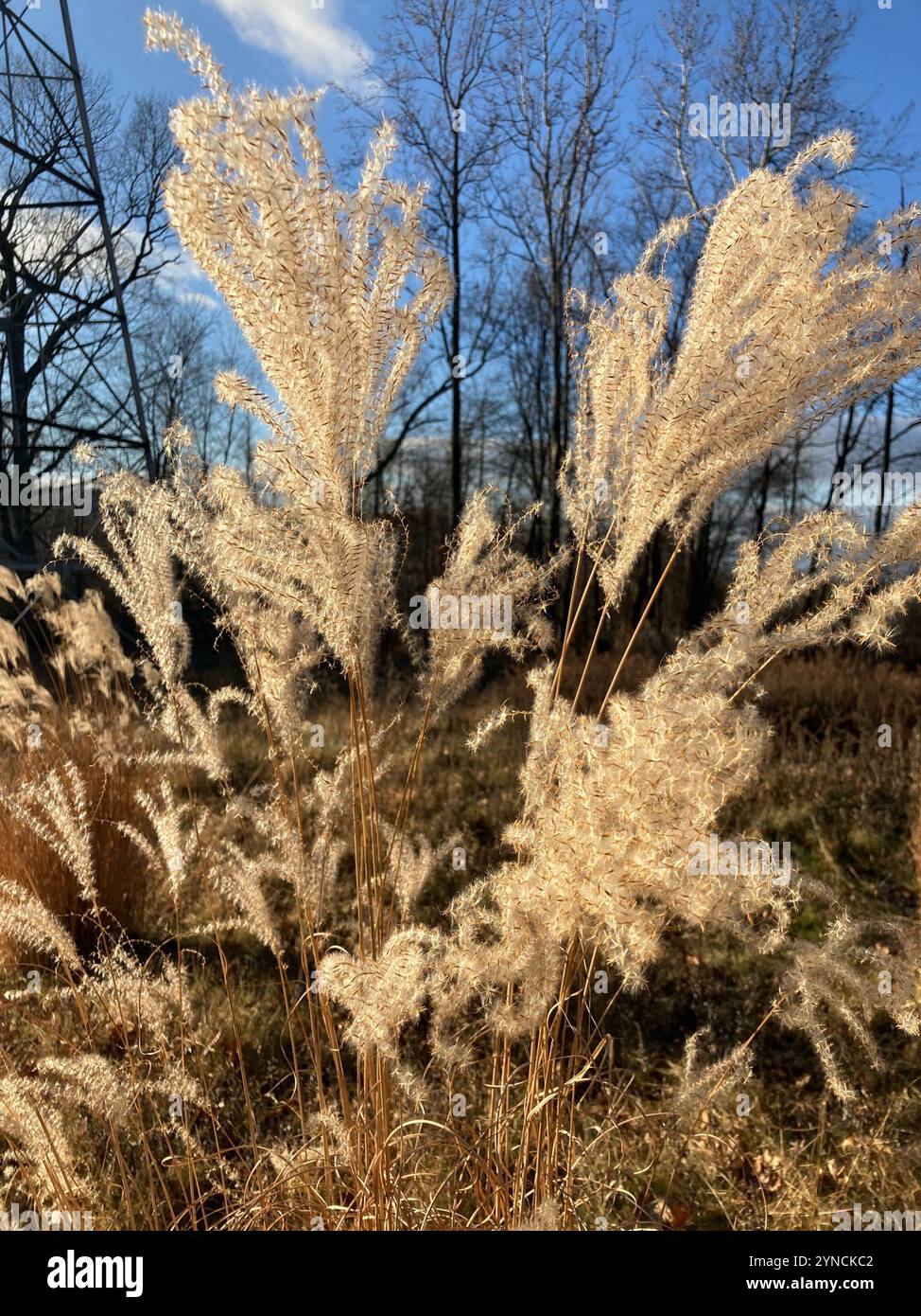 Chinese silver grass (Miscanthus sinensis Stock Photo - Alamy