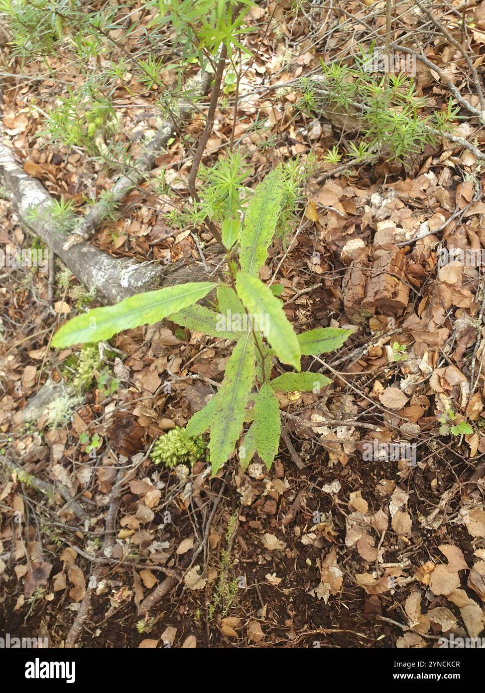 Hinau (Elaeocarpus dentatus Stock Photo - Alamy