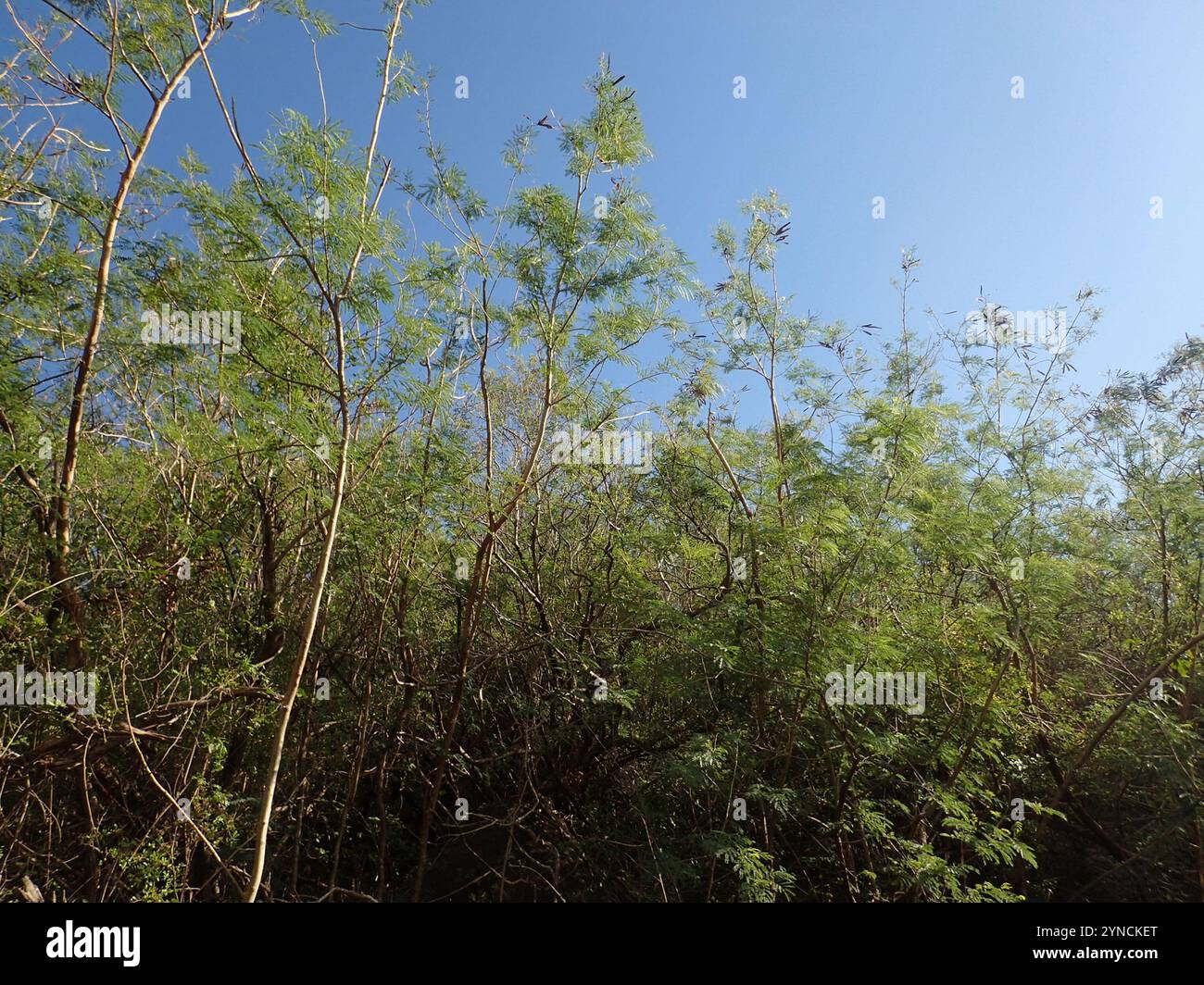White leadtree (Leucaena leucocephala Stock Photo - Alamy