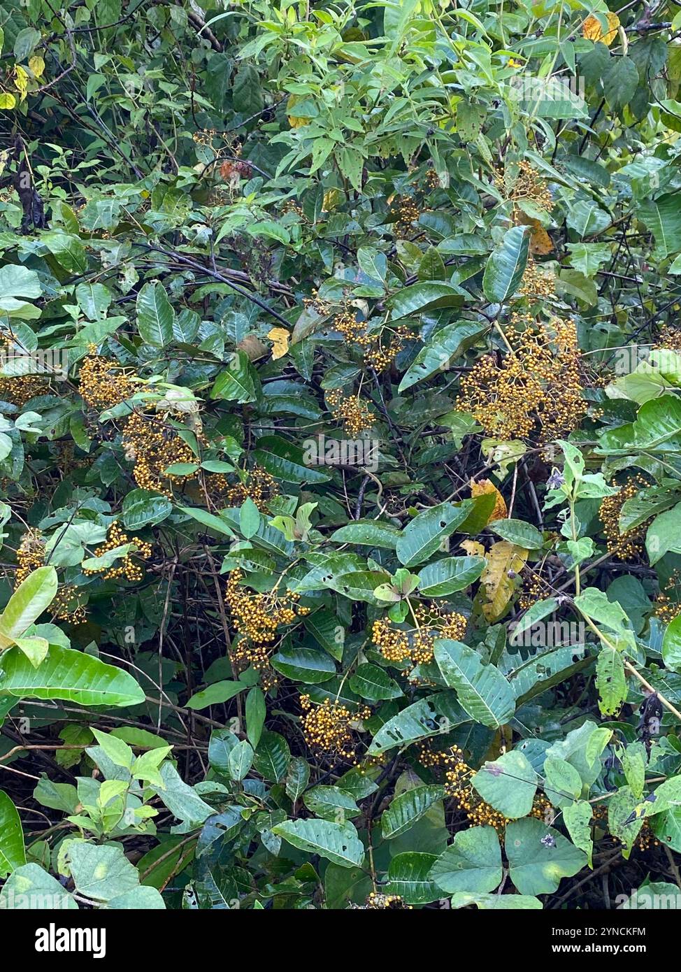 Mbura (Harungana madagascariensis Stock Photo - Alamy