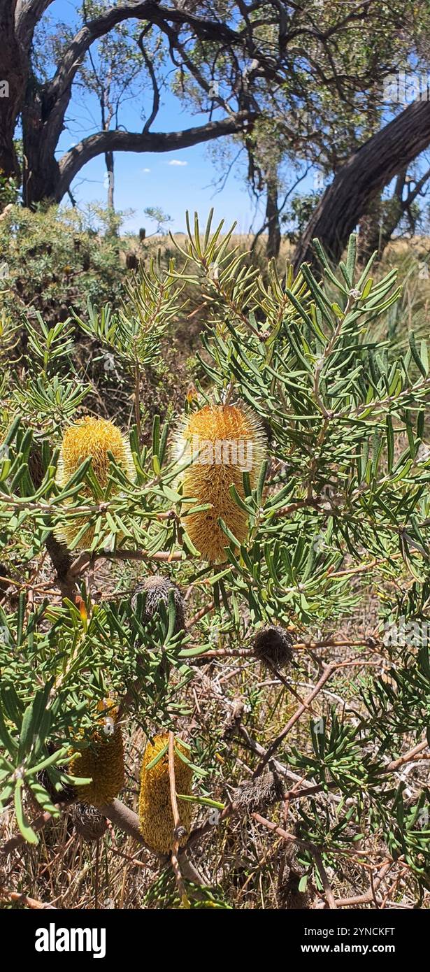 Silver Banksia (Banksia marginata Stock Photo - Alamy