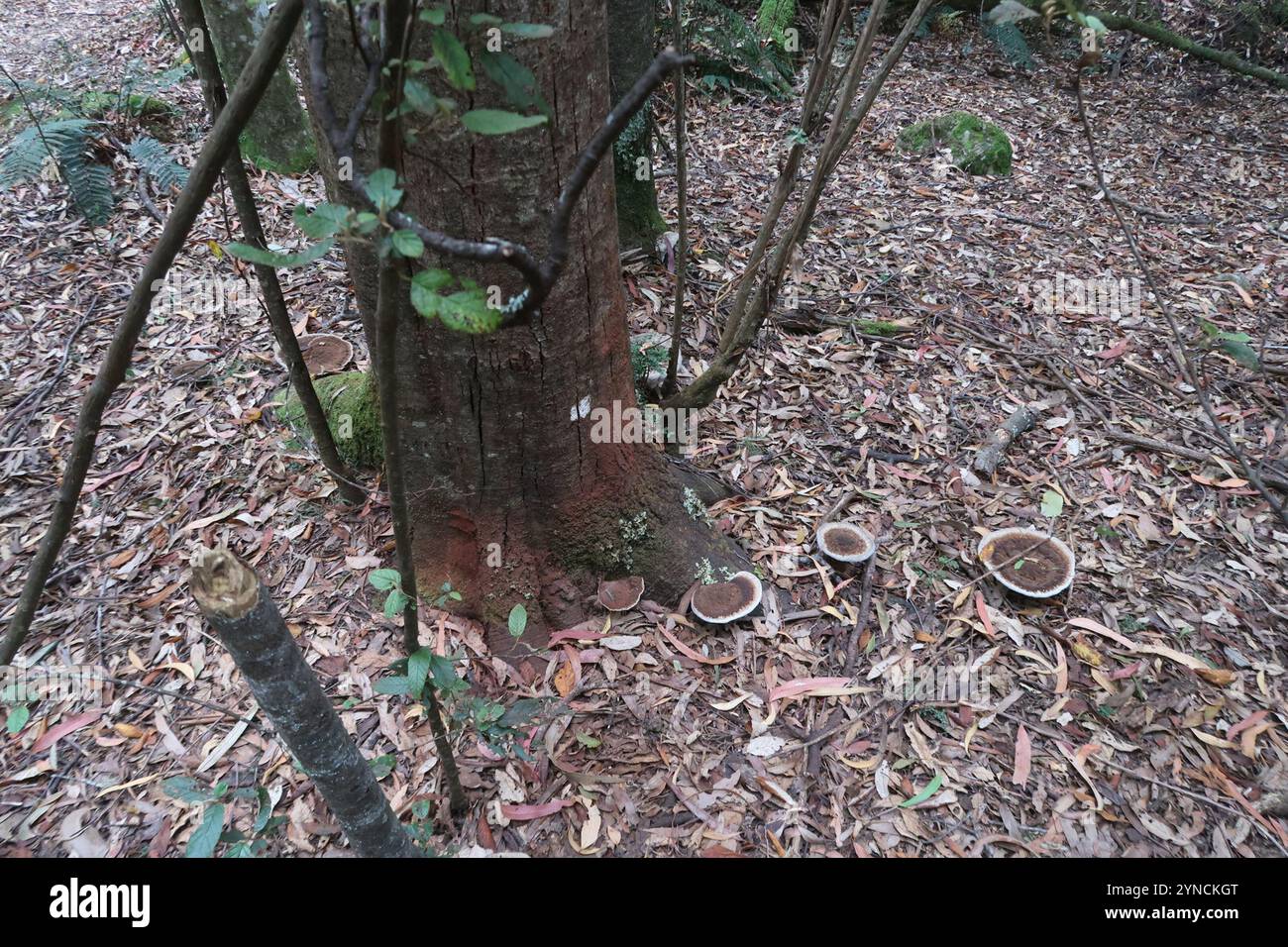 red-staining stalked polypore (Sanguinoderma rude Stock Photo - Alamy