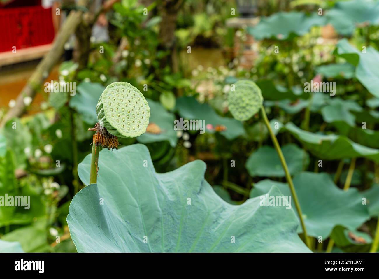 Nelumbo nucifera, also known as Indian lotus, sacred lotus or simply ...