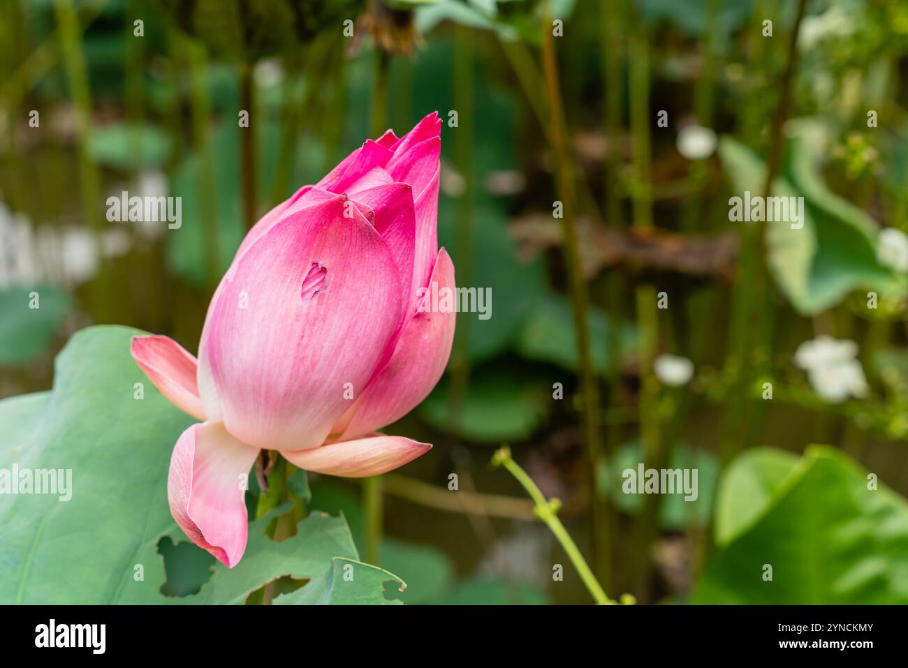 Nelumbo nucifera, also known as Indian lotus, sacred lotus or simply ...