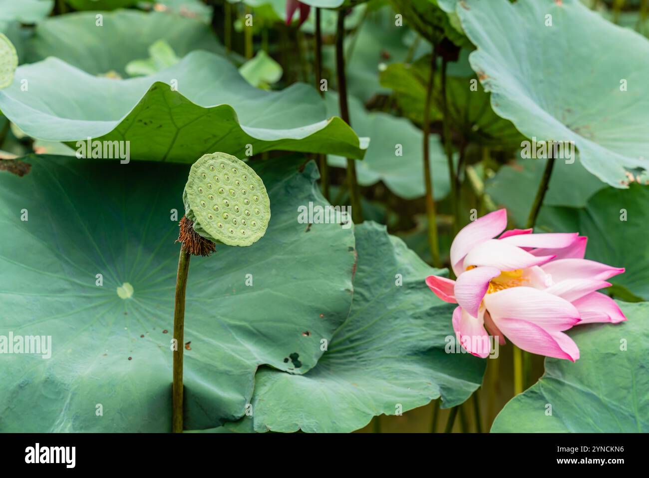 Nelumbo nucifera, also known as Indian lotus, sacred lotus or simply ...