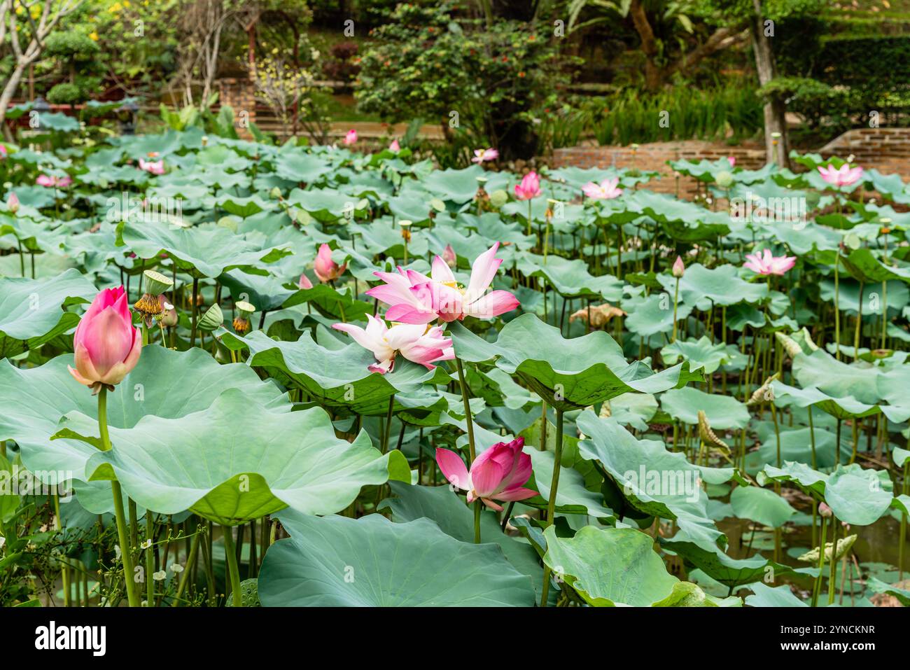 Nelumbo nucifera, also known as Indian lotus, sacred lotus or simply ...
