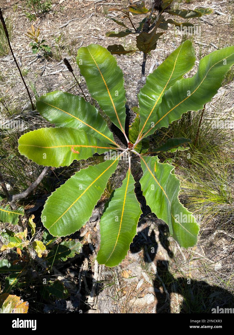Swamp Banksia (Banksia robur Stock Photo - Alamy