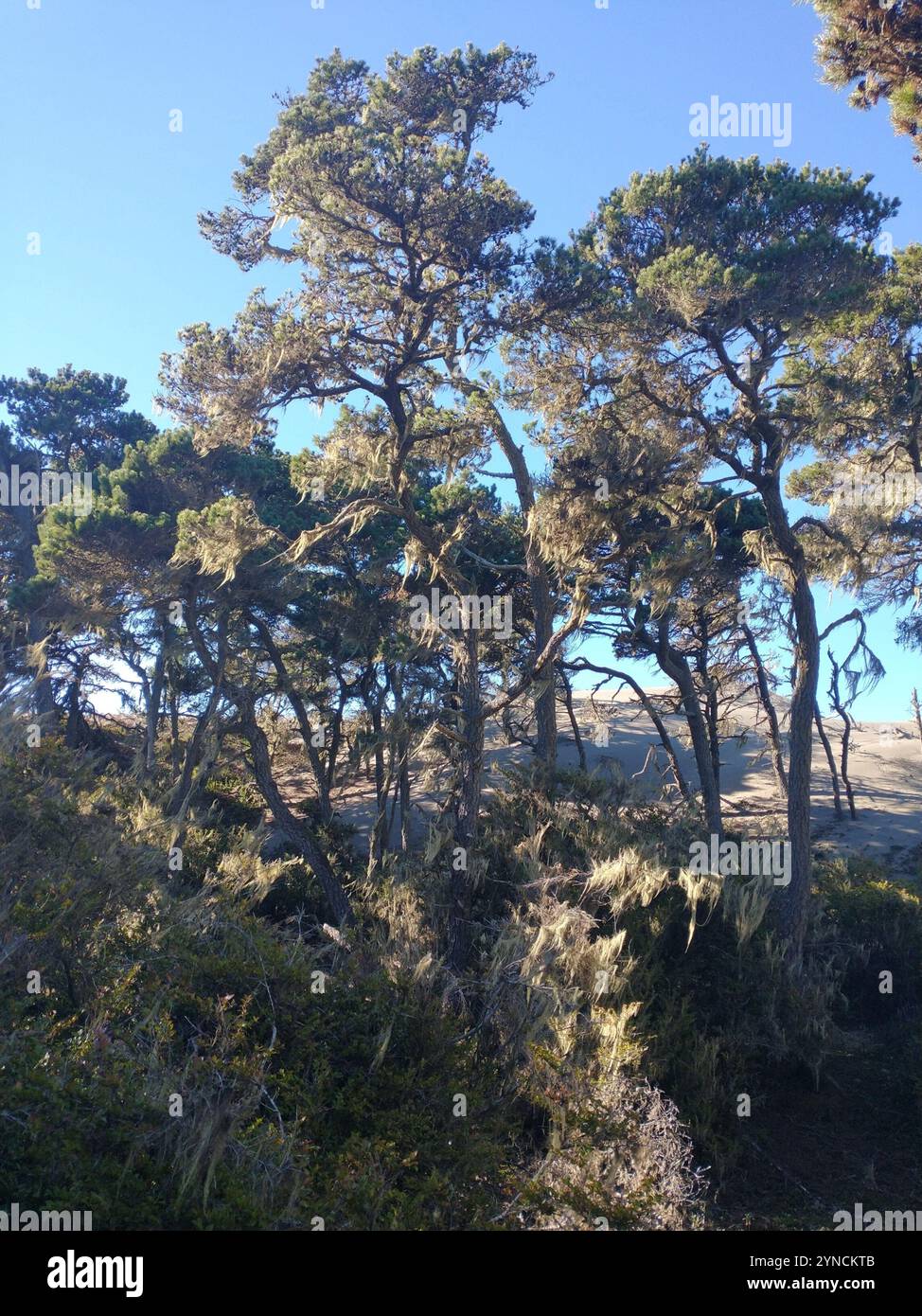 Shore Pine (Pinus contorta contorta Stock Photo - Alamy