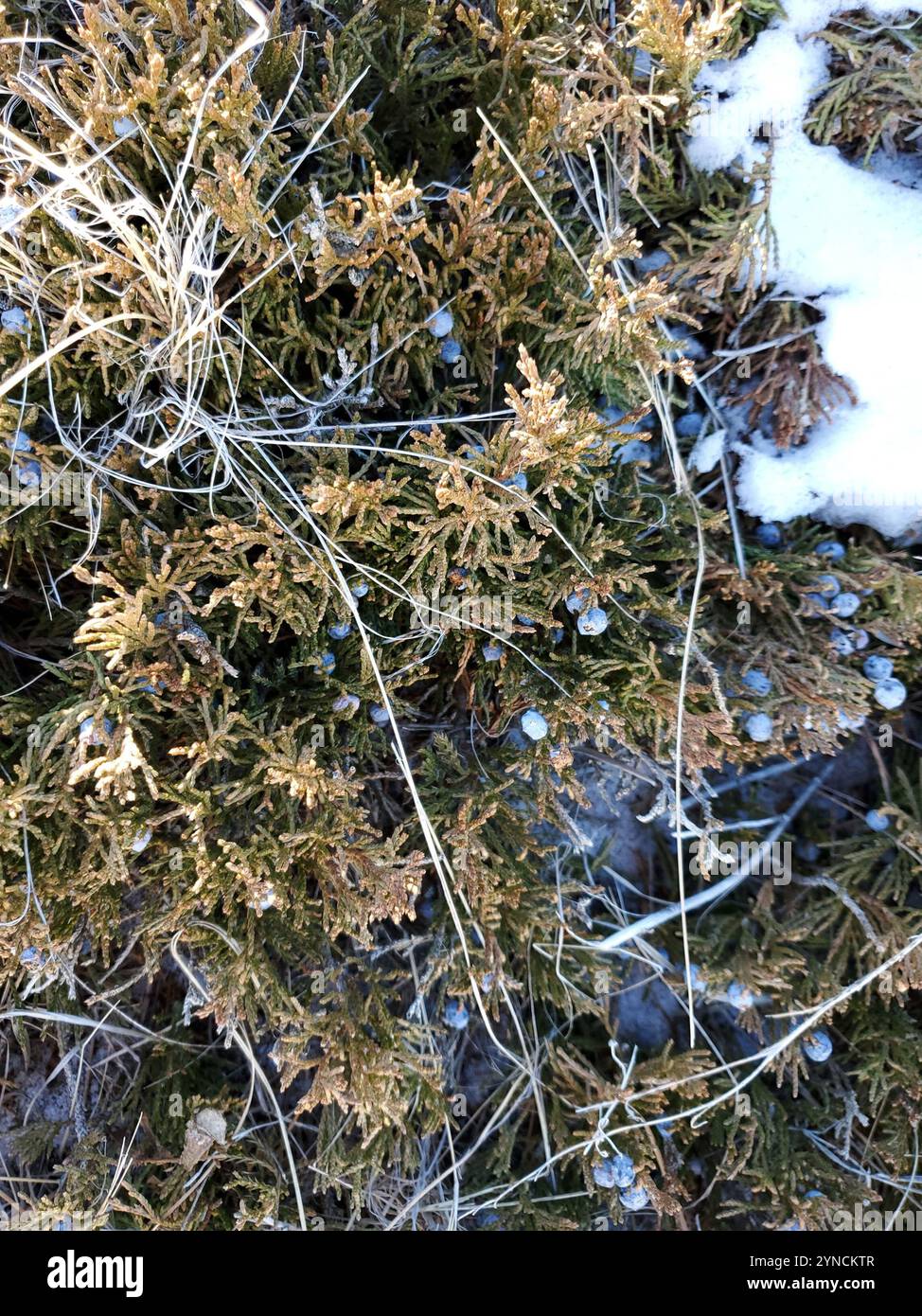 creeping juniper (Juniperus horizontalis Stock Photo - Alamy