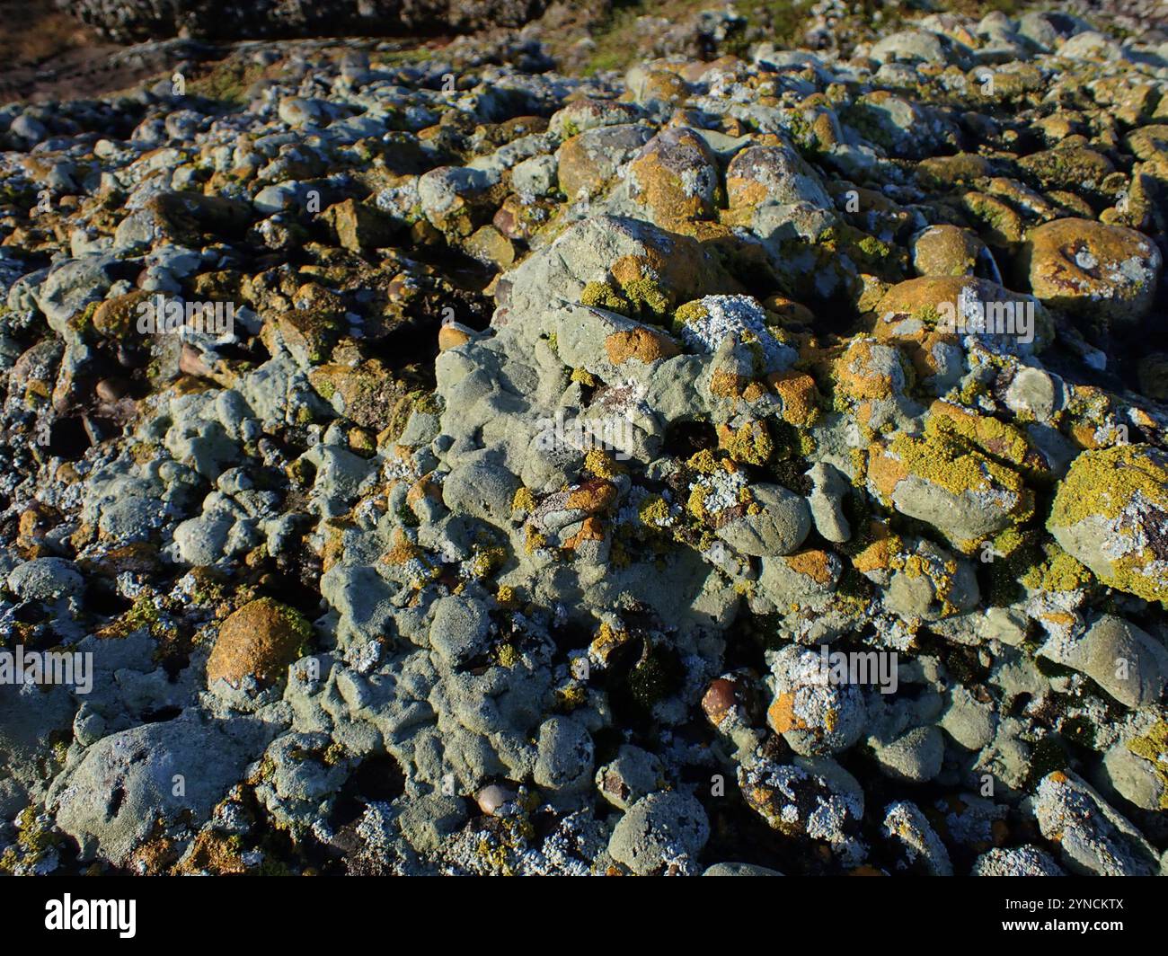 Ascomycete Fungi (Ascomycota Stock Photo - Alamy