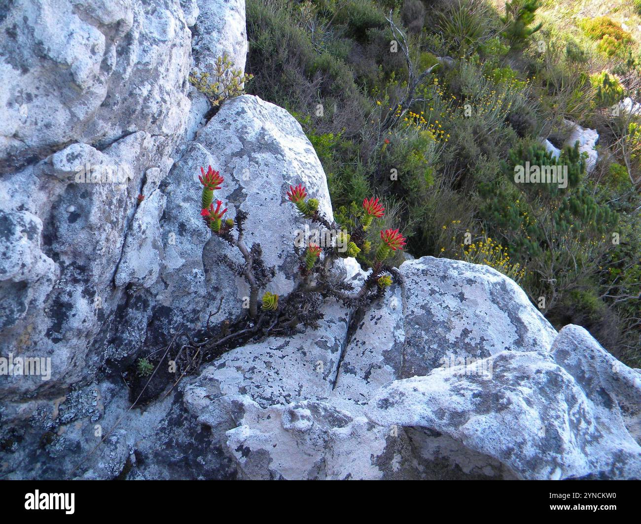 Rochea (Crassula coccinea Stock Photo - Alamy