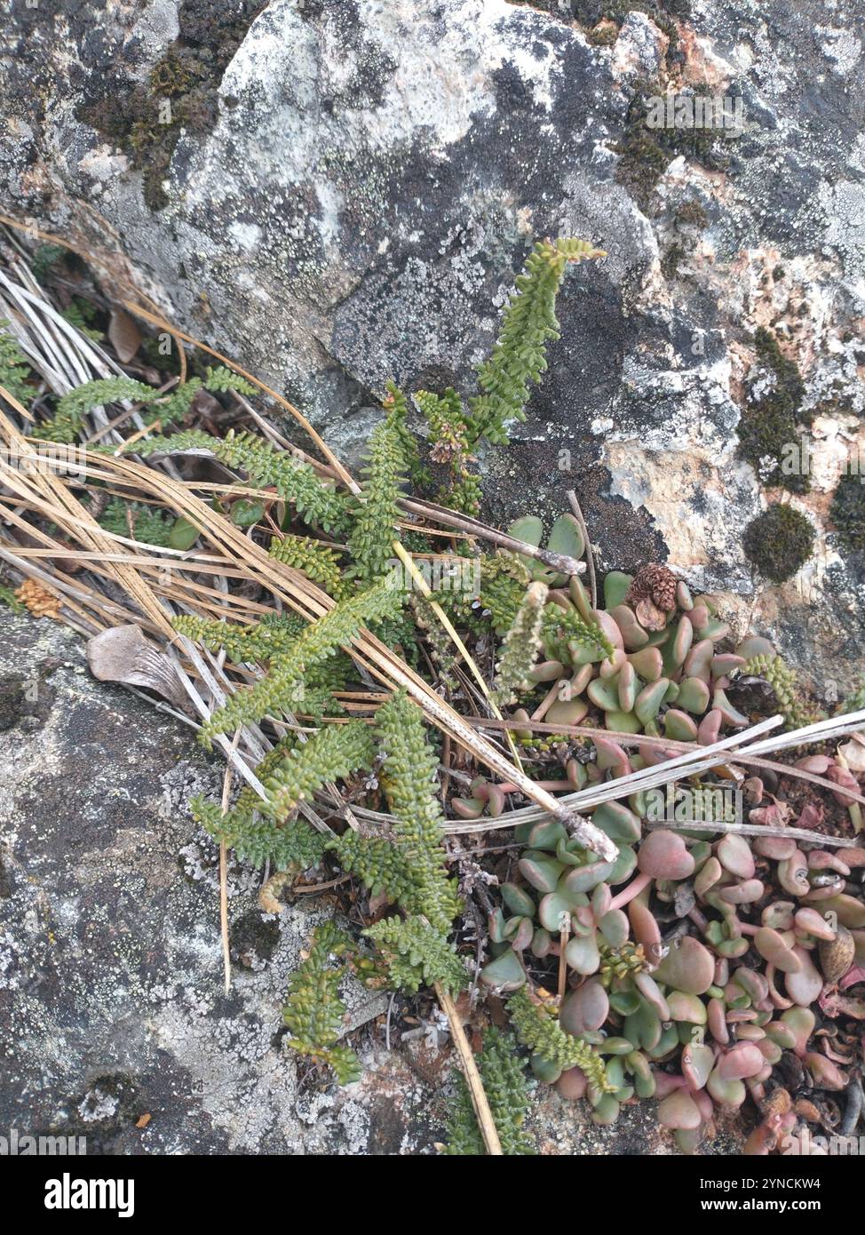 lace lip fern (Myriopteris gracillima Stock Photo - Alamy