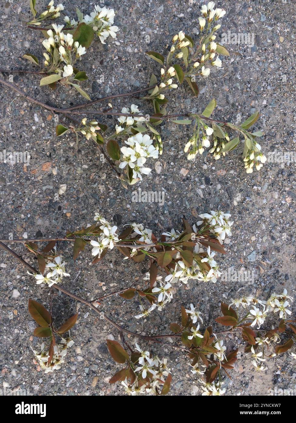 roundleaf shadbush (Amelanchier sanguinea Stock Photo - Alamy